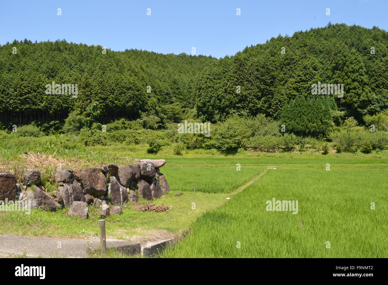 Green agriculture field in a hilly village of Japan Stock Photo - Alamy