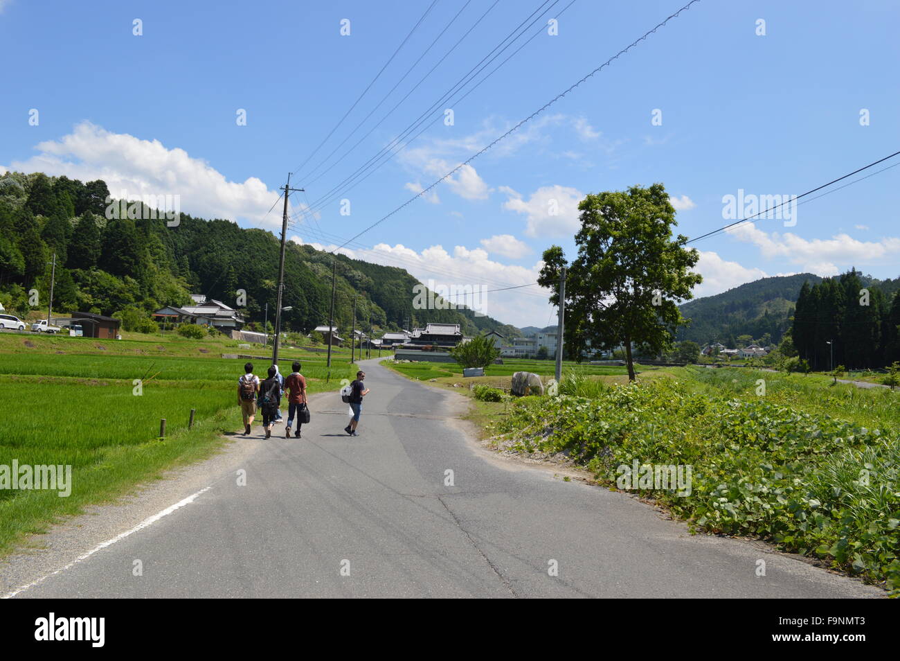 Green agriculture field in a hilly village of Japan Stock Photo - Alamy