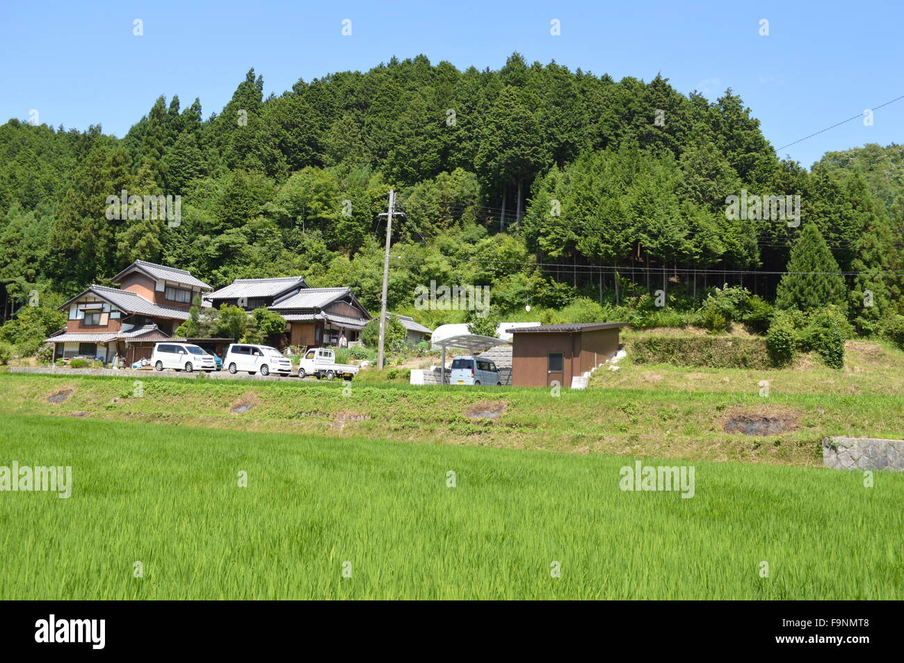 Green agriculture field in a hilly village of Japan Stock Photo - Alamy