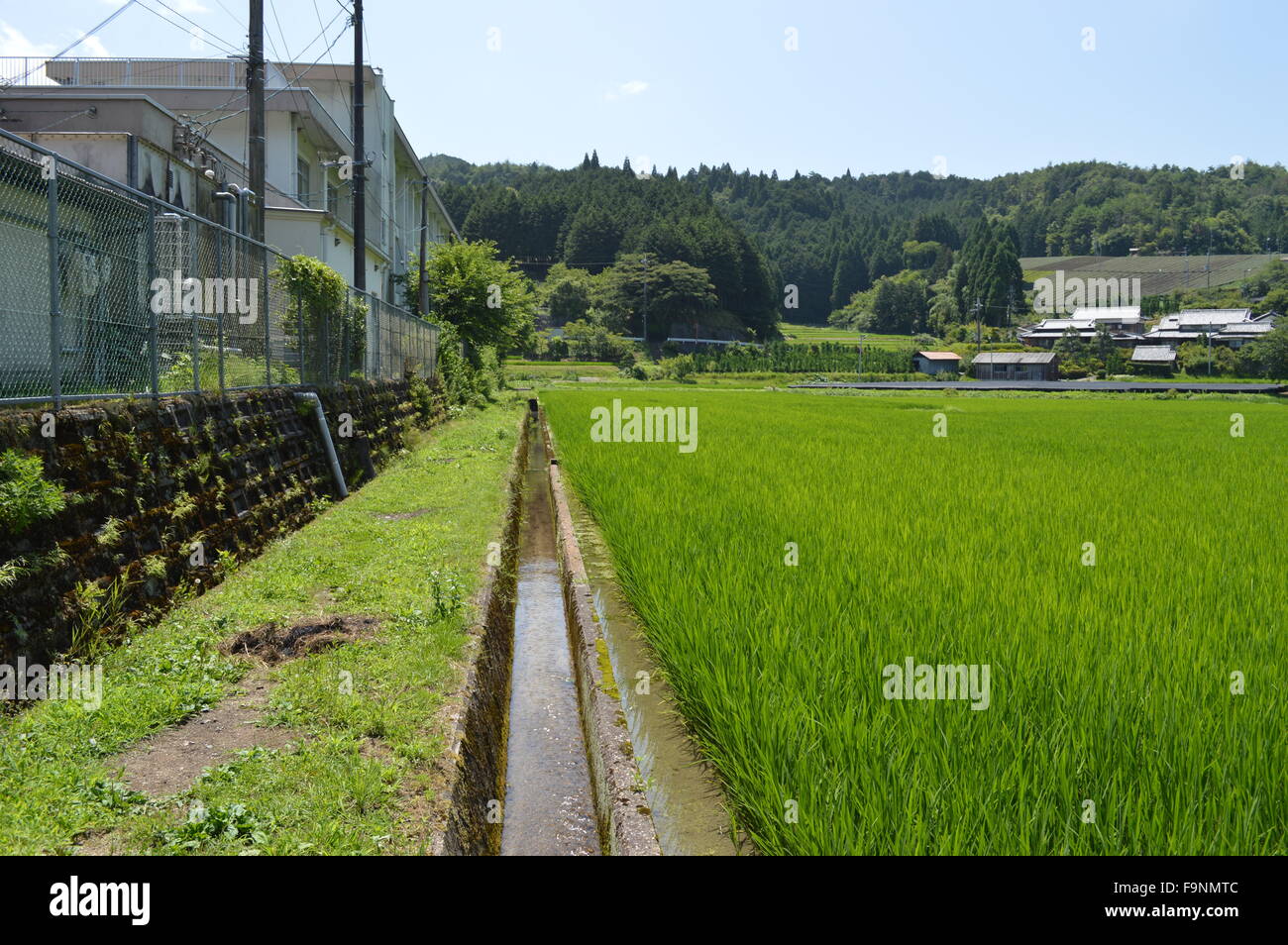 Green agriculture field in a hilly village of Japan Stock Photo - Alamy