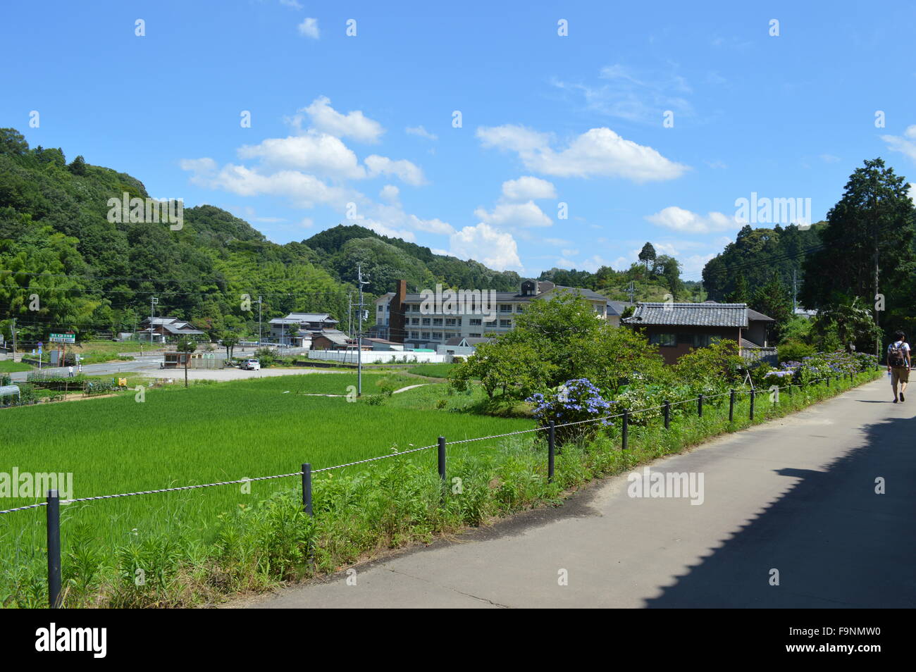 Green agriculture field in a hilly village of Japan Stock Photo - Alamy