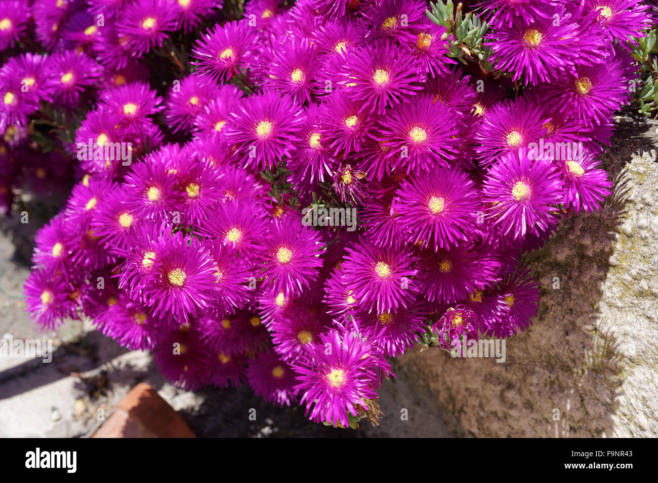 Carpobrotus chilensis hi-res stock photography and images - Alamy