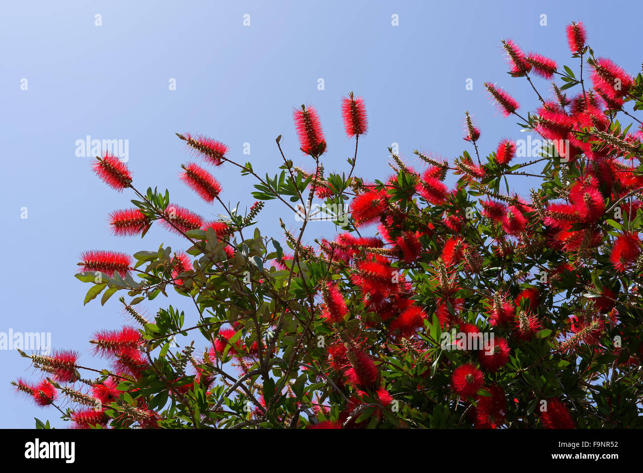 Bottlebrush Tree (Callistemon) flowering in Sardinia Stock Photo - Alamy