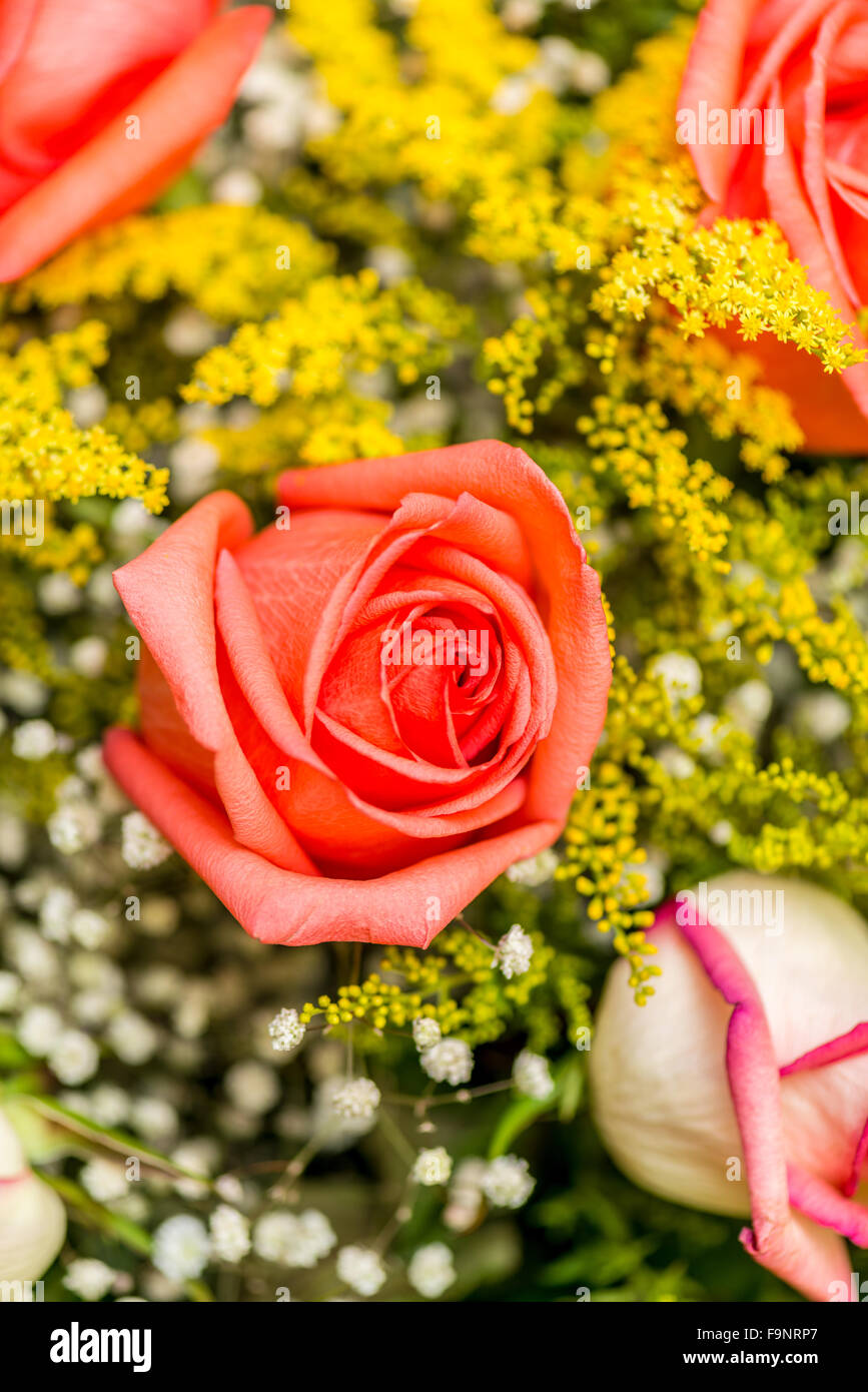 Nice roses in celebration concept Stock Photo - Alamy