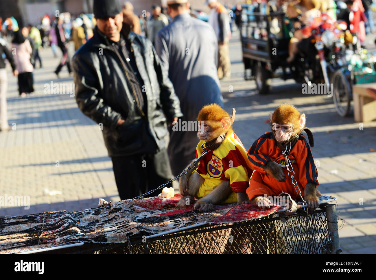 Monkey dressed up hi-res stock photography and images - Alamy