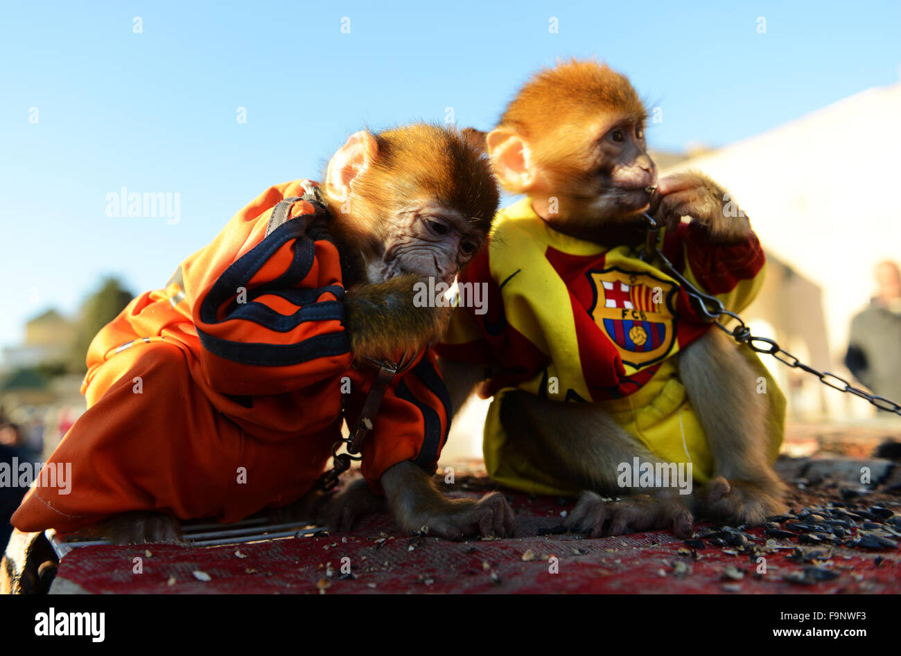 Monkey dressed up hi-res stock photography and images - Alamy