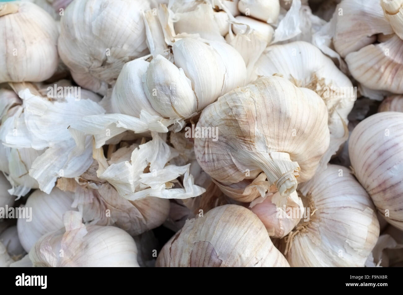 Bulb or head of thai garlic Stock Photo - Alamy