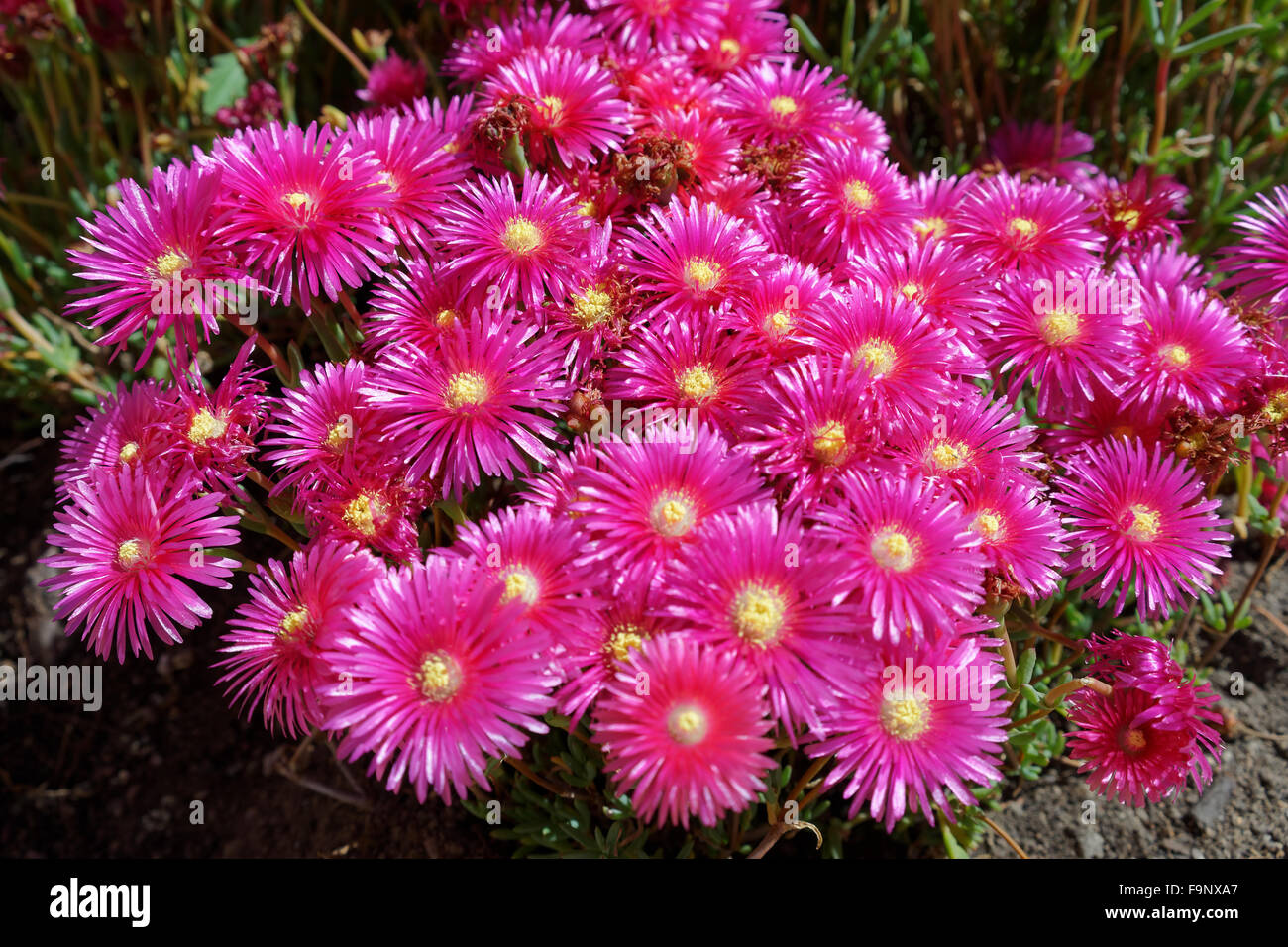 Sea Fig (Carpobrotus chilensis) in Porto Cervo Stock Photo - Alamy