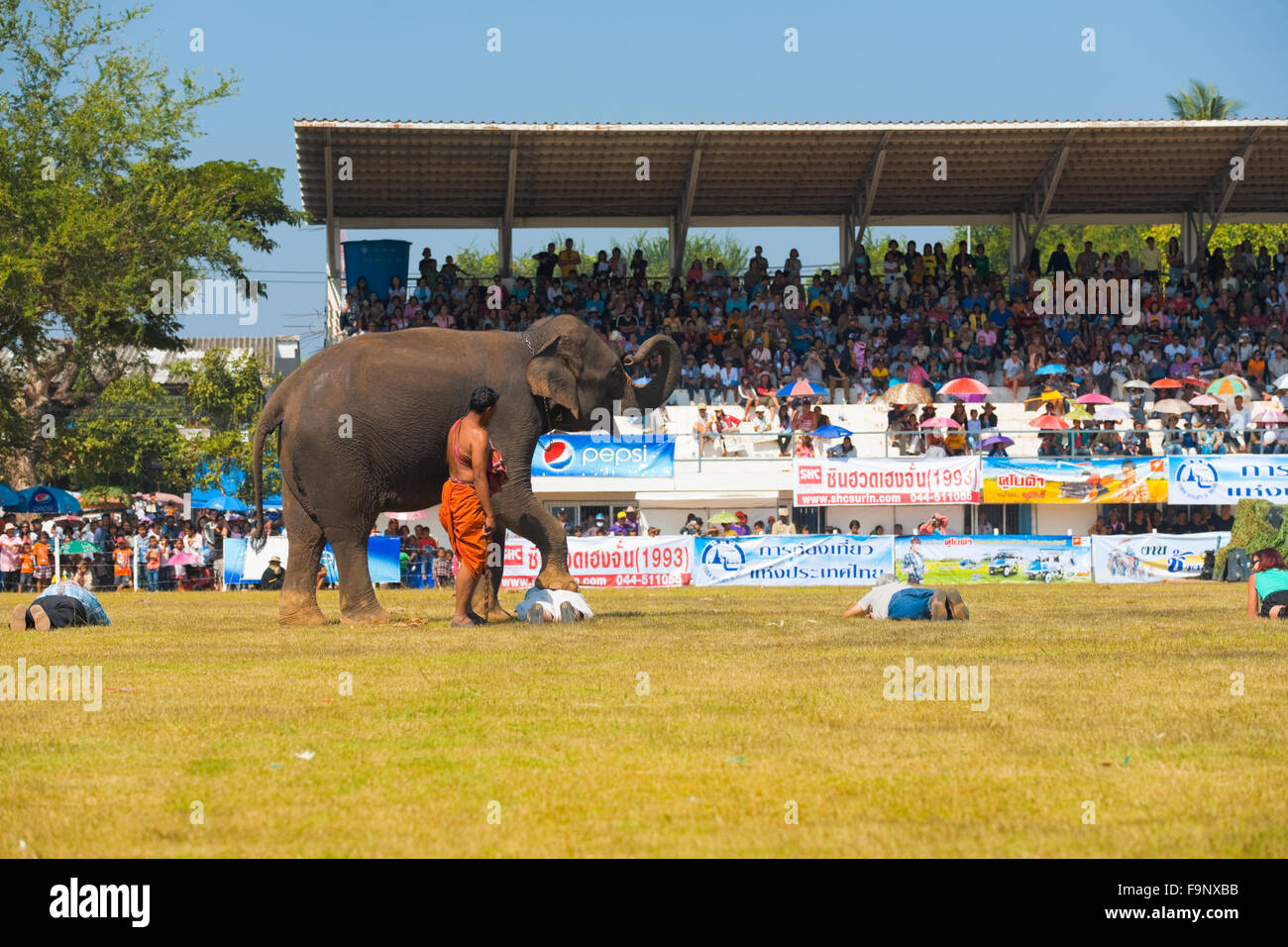 Elephant lying down hi-res stock photography and images - Alamy