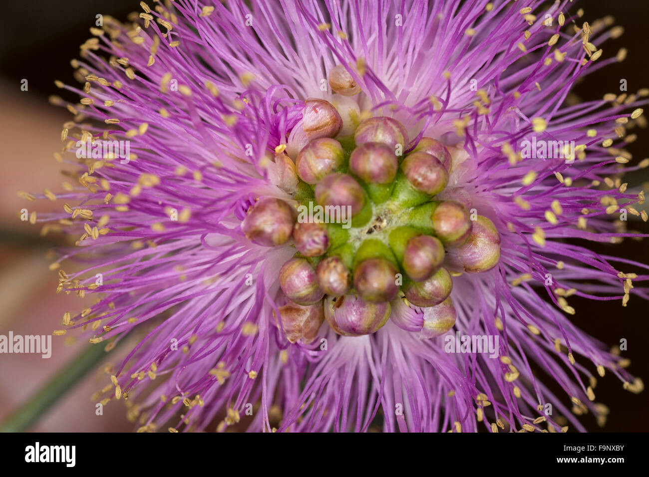 Purple wild flower from Western Australia Stock Photo - Alamy