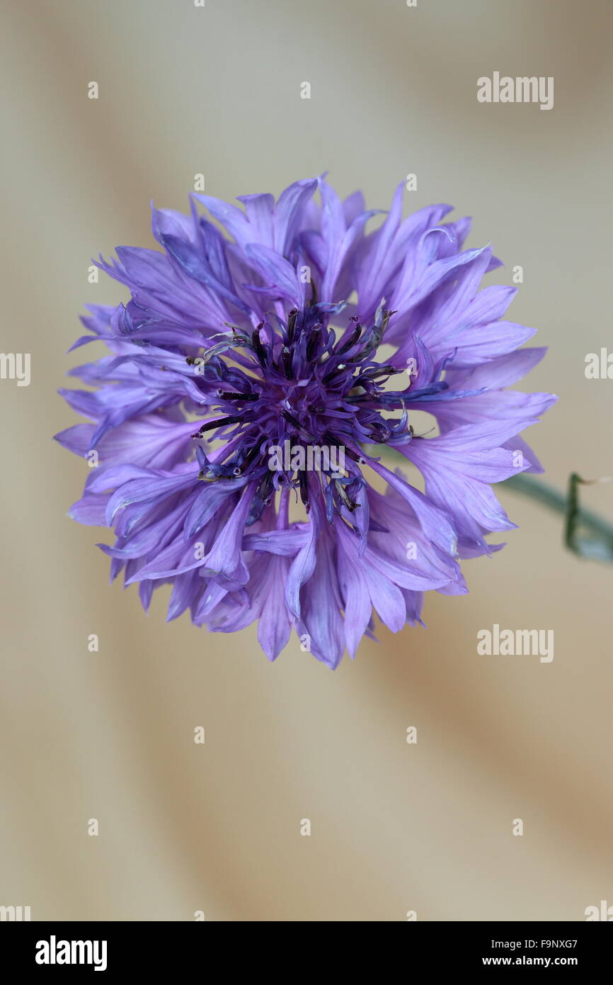 Blue Centaurea cyanus or also known as Cornflower against raw timber ...