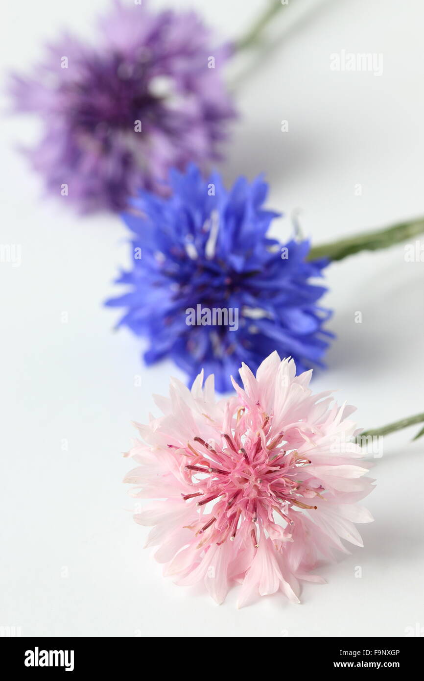 Pink and Blue Centaurea cyanus or also known as Cornflower Stock Photo ...