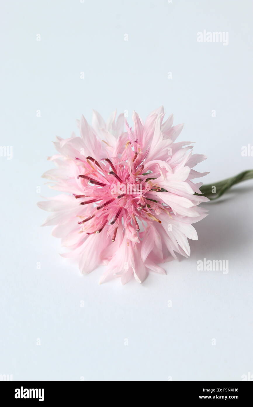 pink Centaurea cyanus or also known as Cornflower Stock Photo - Alamy