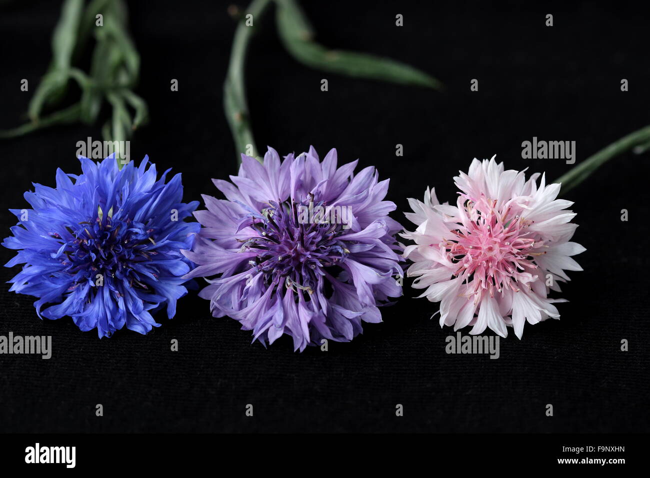 Purple corn flower hi-res stock photography and images - Alamy