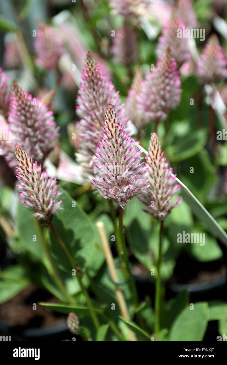 Mulla mulla hi-res stock photography and images - Alamy