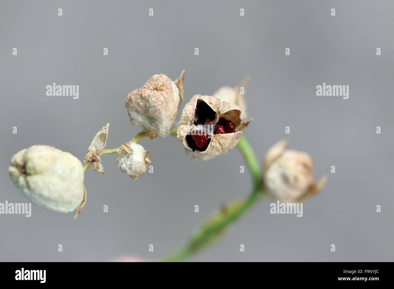 Freesia laxa hi-res stock photography and images - Alamy