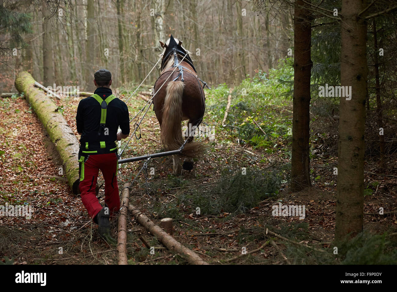 Dehentalerhof, Germany. 15th Nov, 2015. Stephan Gruenwald uses his his ...