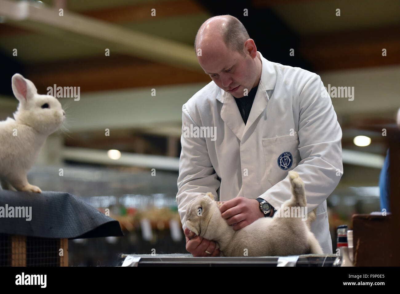 Rabbit breeders exhibition hi-res stock photography and images - Alamy