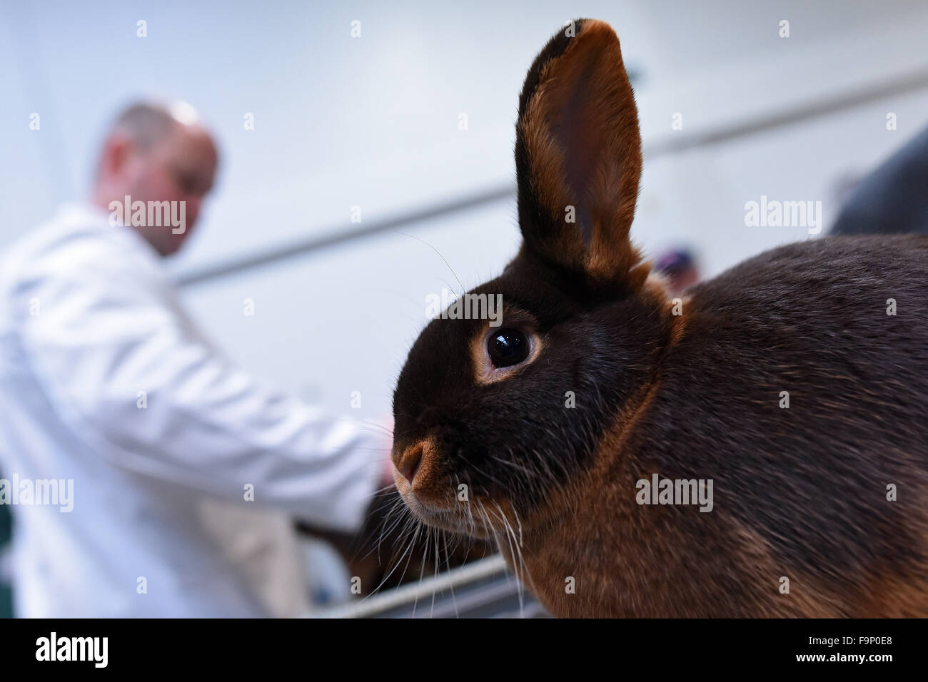 Rabbit show germany hi-res stock photography and images - Alamy