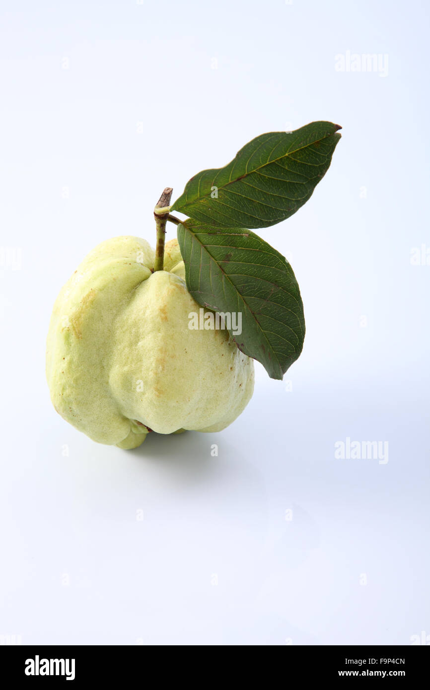 green quava with leaf on the white background Stock Photo - Alamy