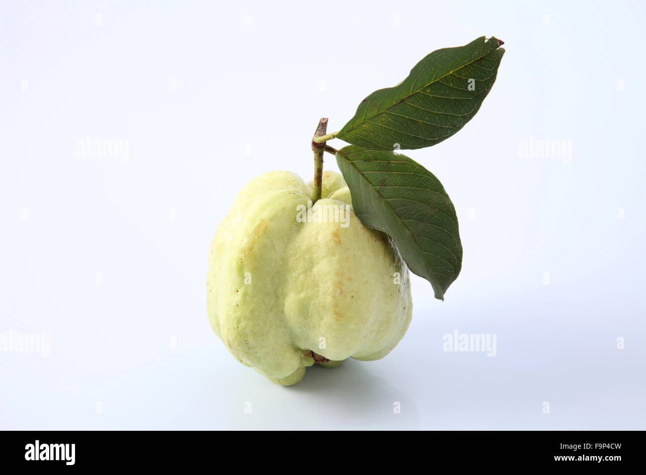 green quava with leaf on the white background Stock Photo - Alamy