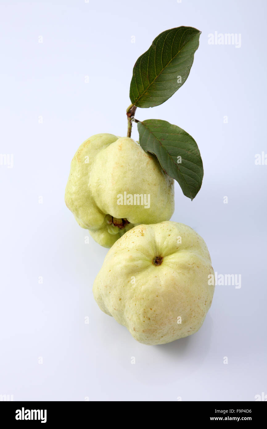 green quava with leaf on the white background Stock Photo - Alamy
