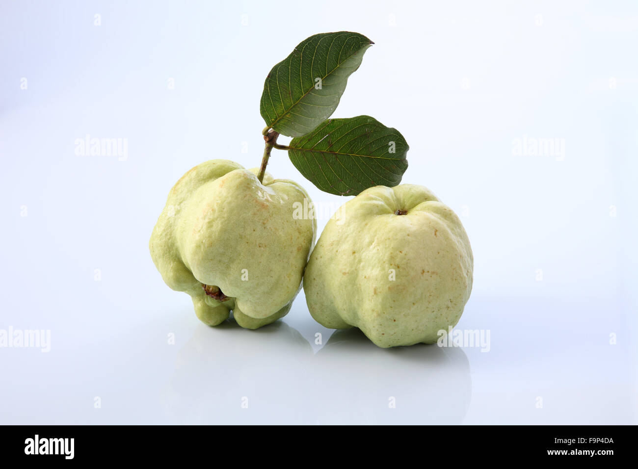 green quava with leaf on the white background Stock Photo - Alamy
