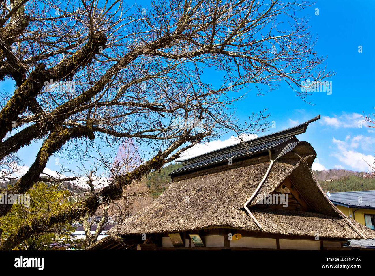 tree in Oshino Village,Japan Stock Photo - Alamy