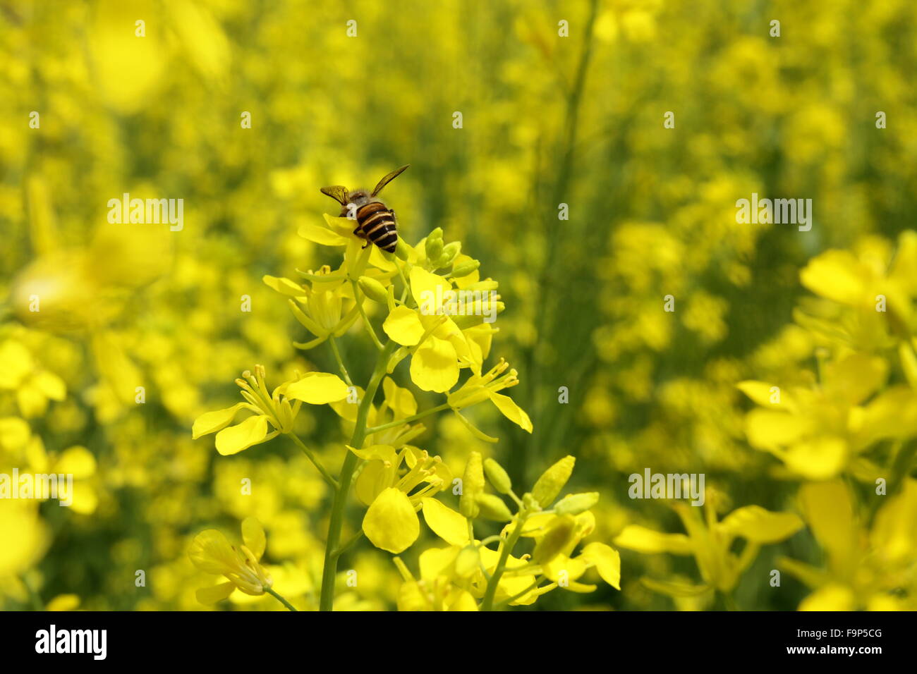 Yellow flower and bee Stock Photo - Alamy