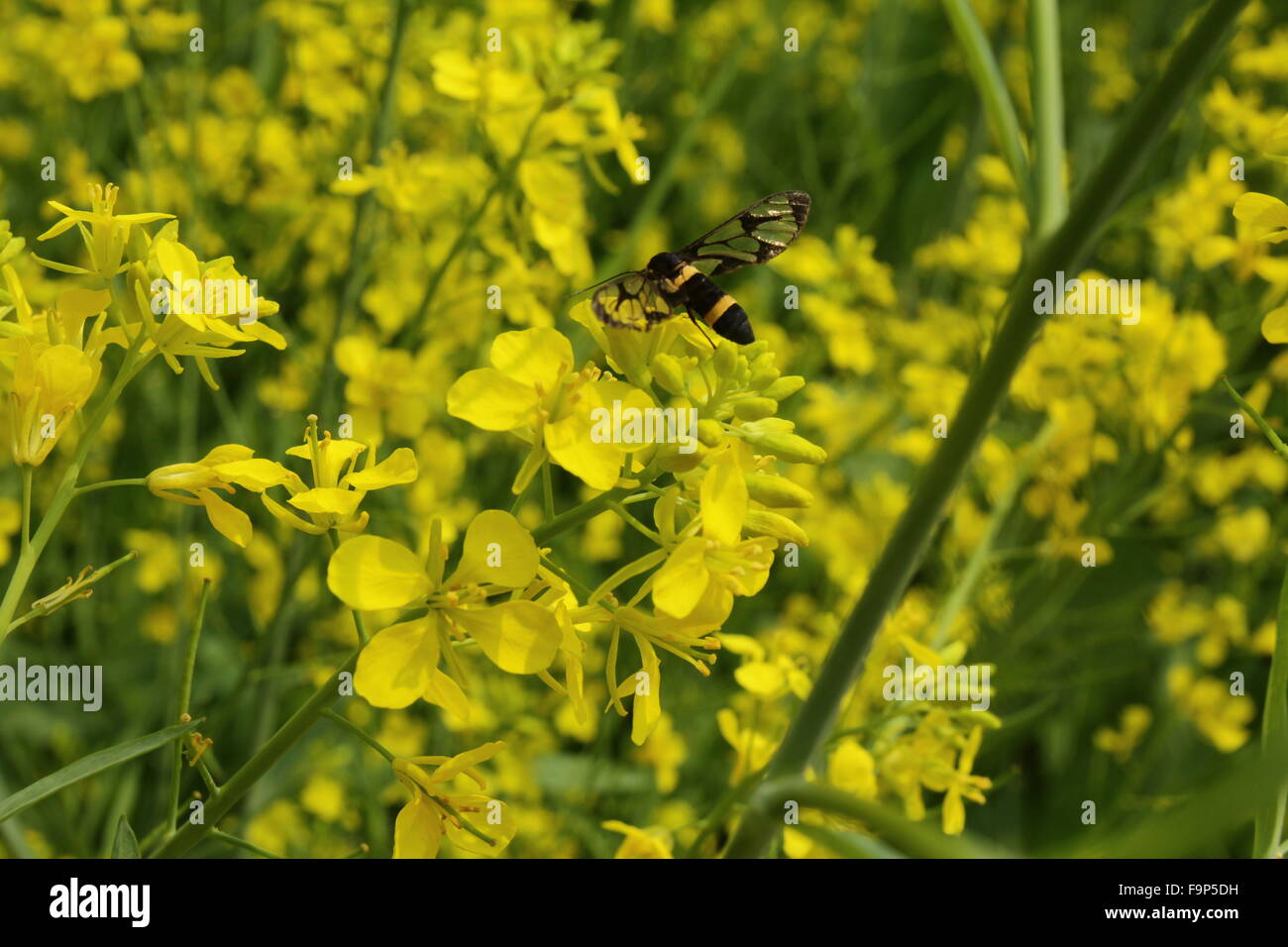 Yellow flower and bee Stock Photo - Alamy