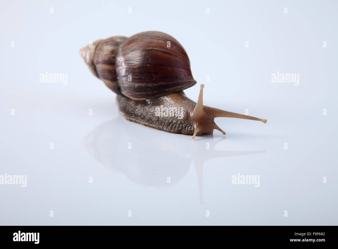 Snail isolated on white background Stock Photo - Alamy