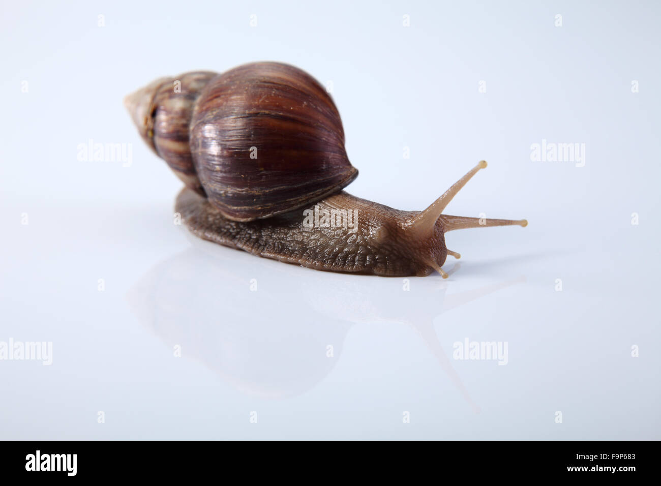 Snail isolated on white background Stock Photo - Alamy