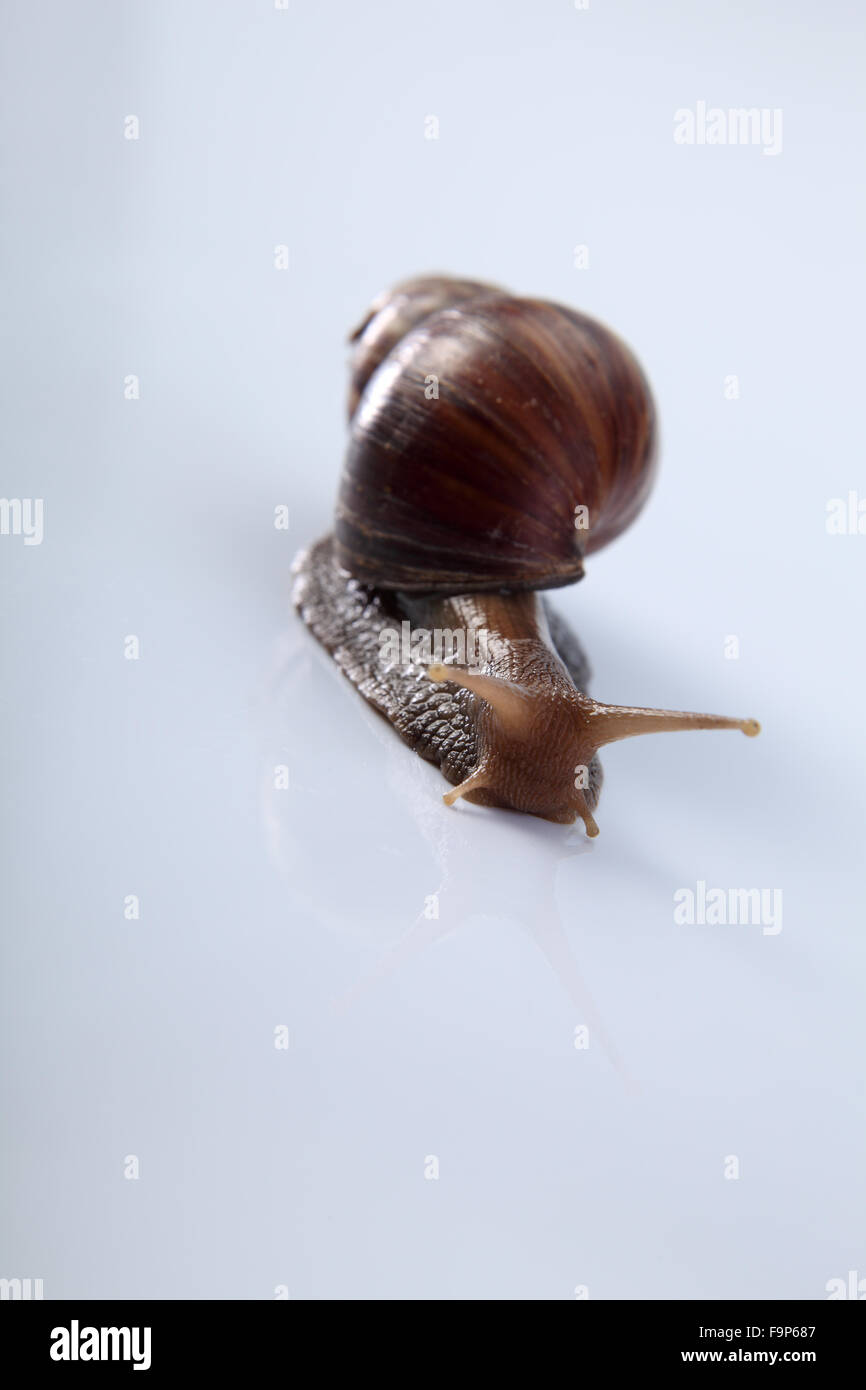 Snail isolated on white background Stock Photo - Alamy