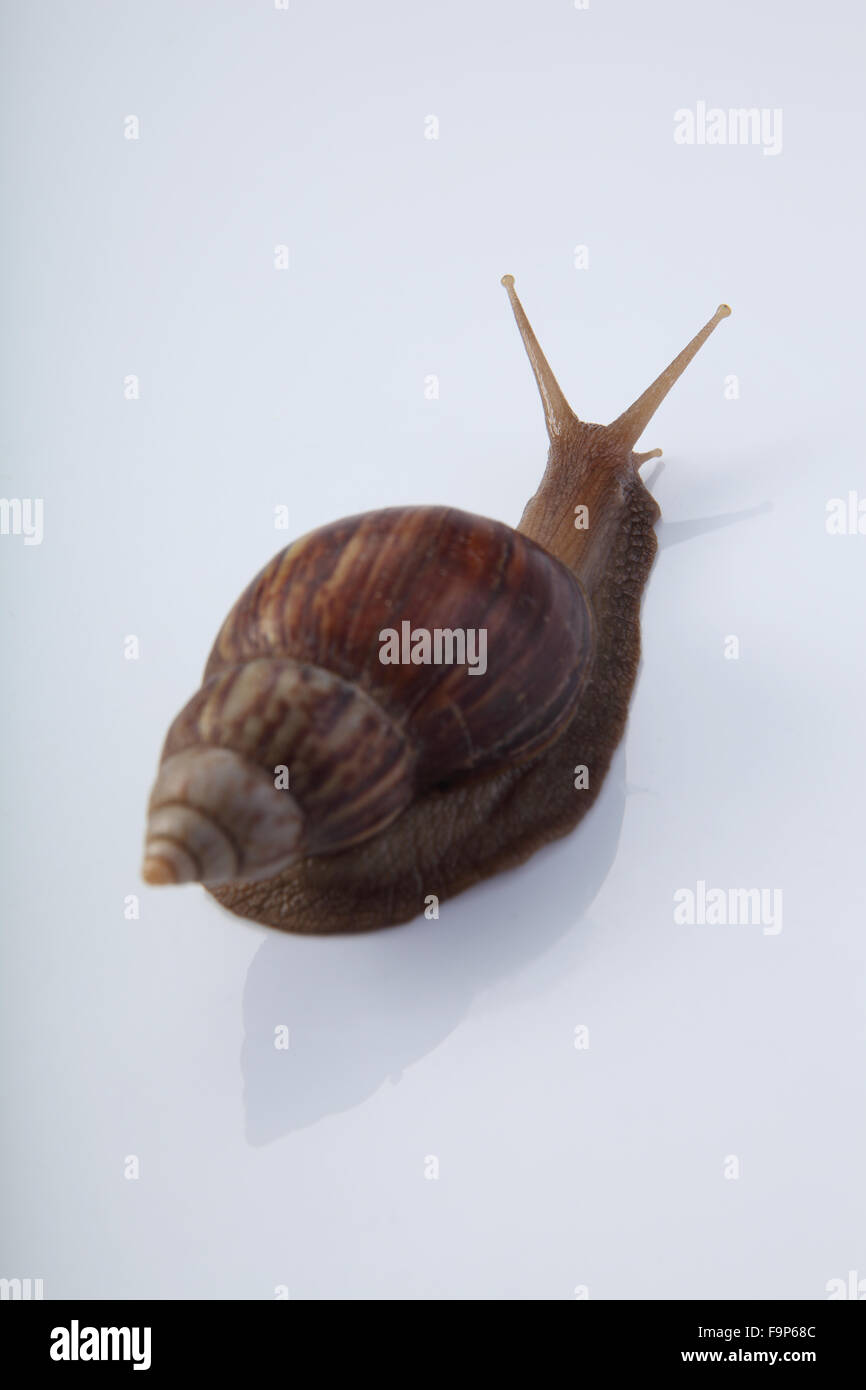Snail isolated on white background Stock Photo - Alamy