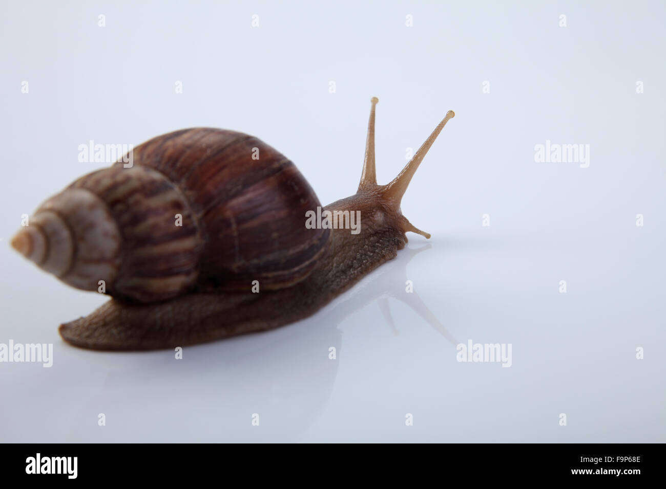 Snail isolated on white background Stock Photo - Alamy