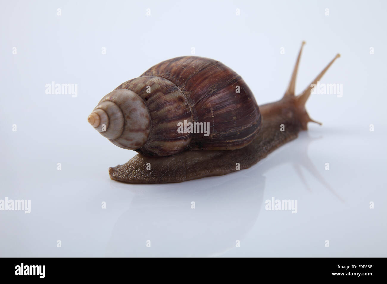 Snail isolated on white background Stock Photo - Alamy