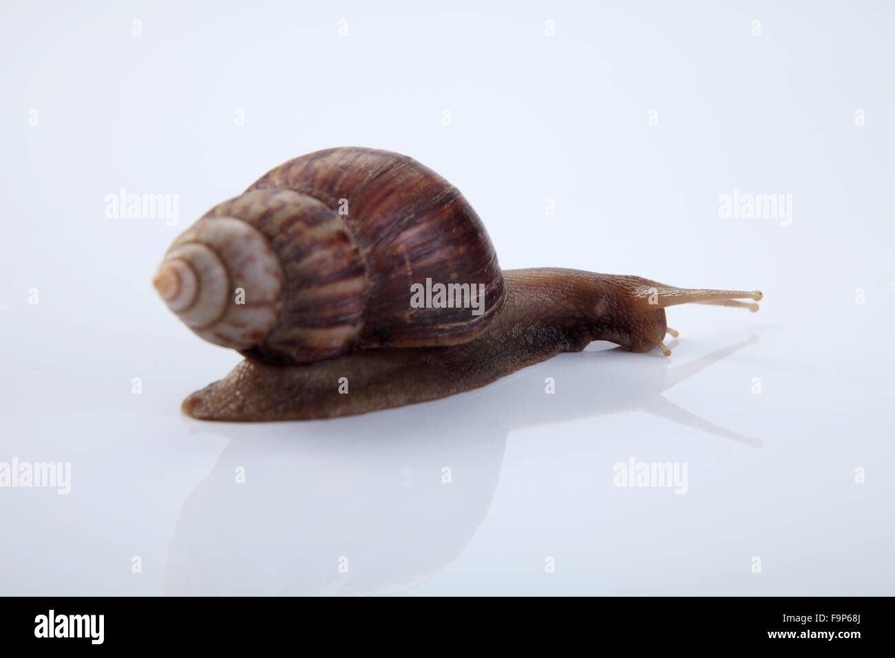 Snail isolated on white background Stock Photo - Alamy