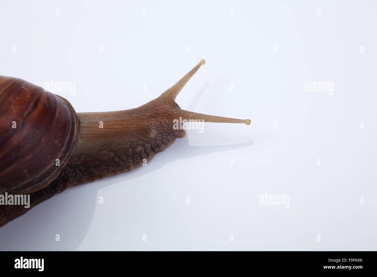 Snail isolated on white background Stock Photo - Alamy