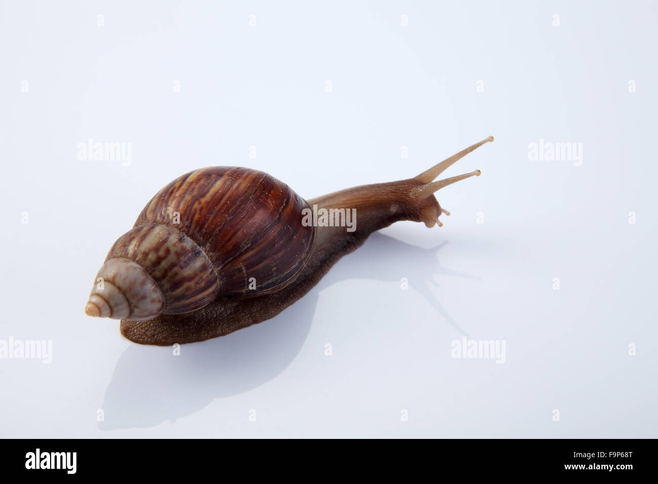Snail isolated on white background Stock Photo - Alamy