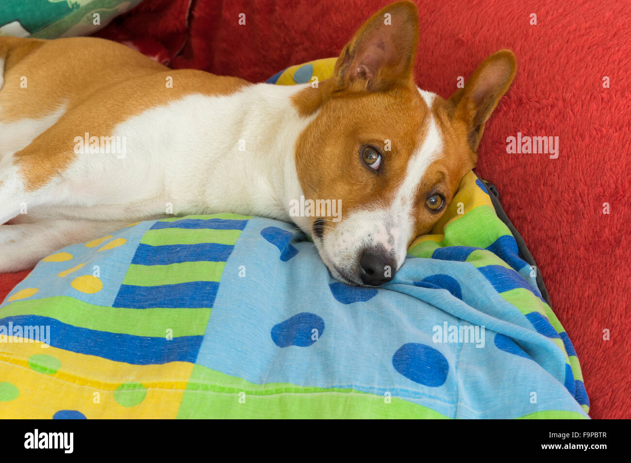 Cute basenji having rest on the own sofa Stock Photo - Alamy