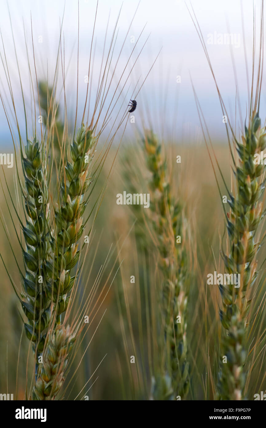 At the top Stock Photo - Alamy