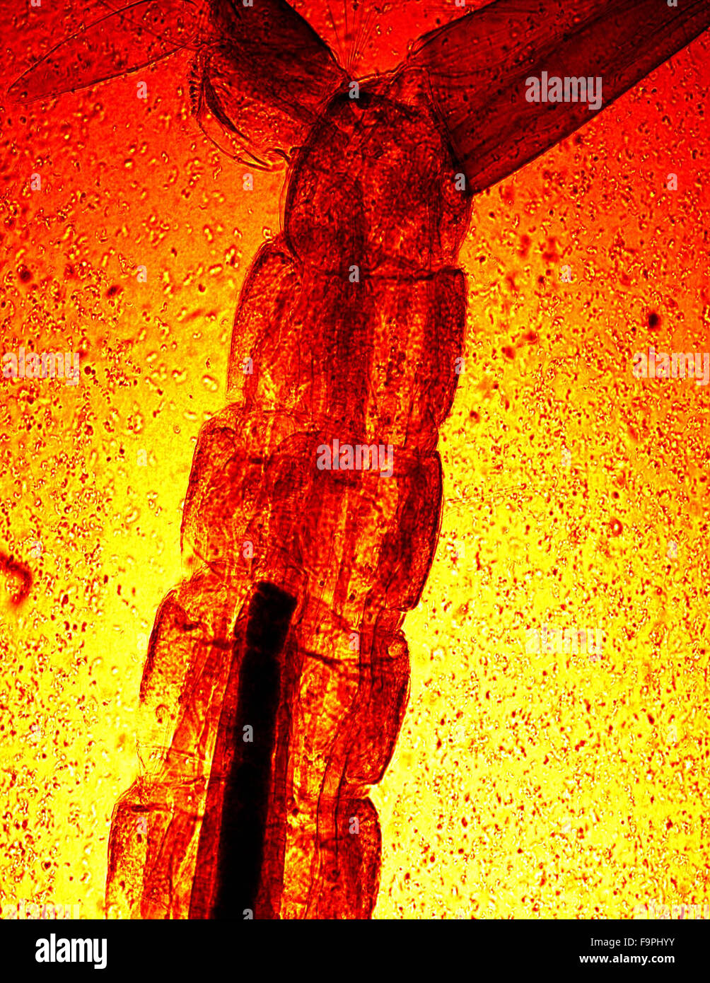 Animal cells under the microscope hi-res stock photography and images ...