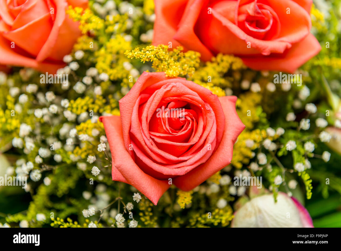 Nice roses in celebration concept Stock Photo - Alamy