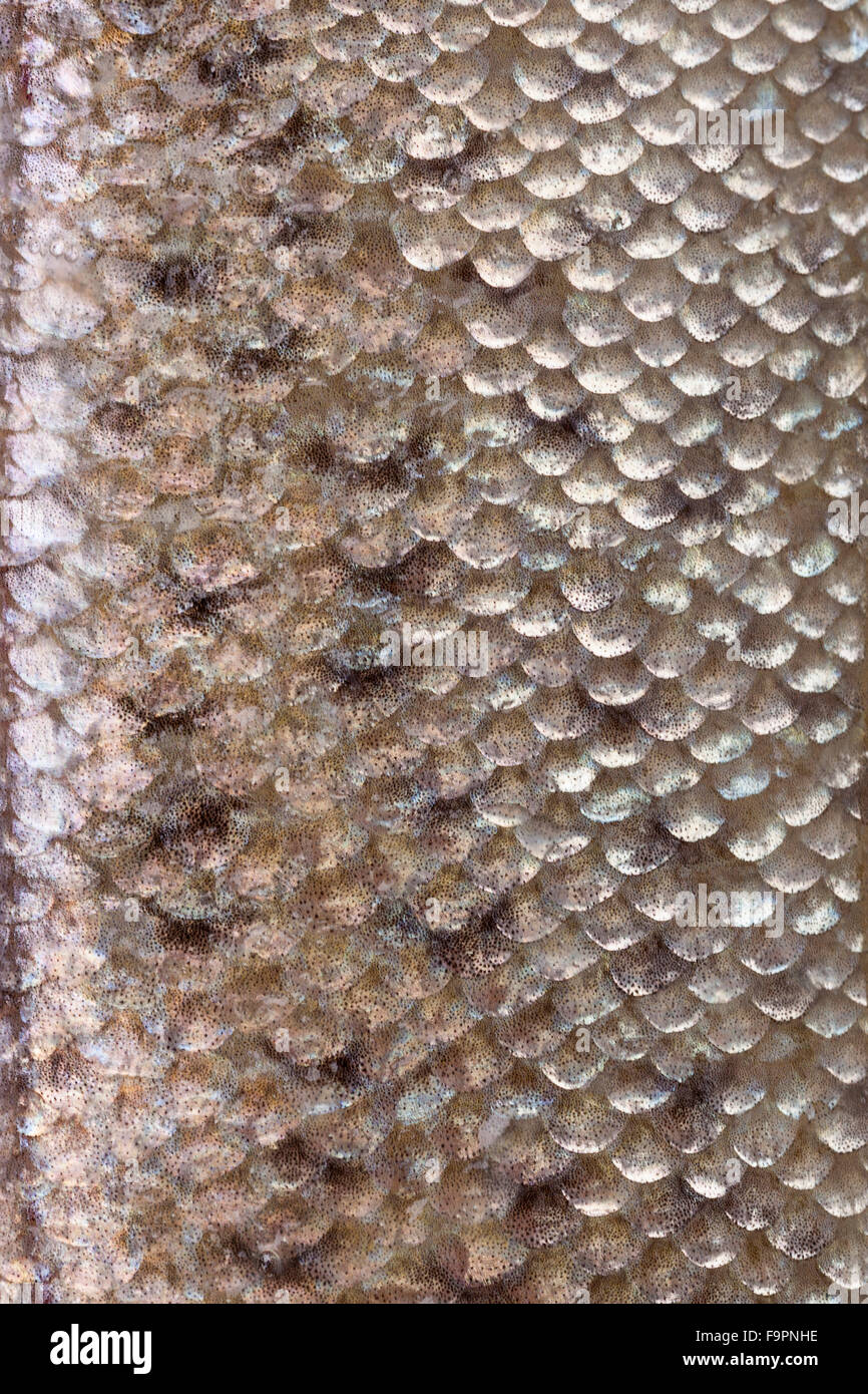 Fish Skin Pattern High Resolution Stock Photography and Images - Alamy
