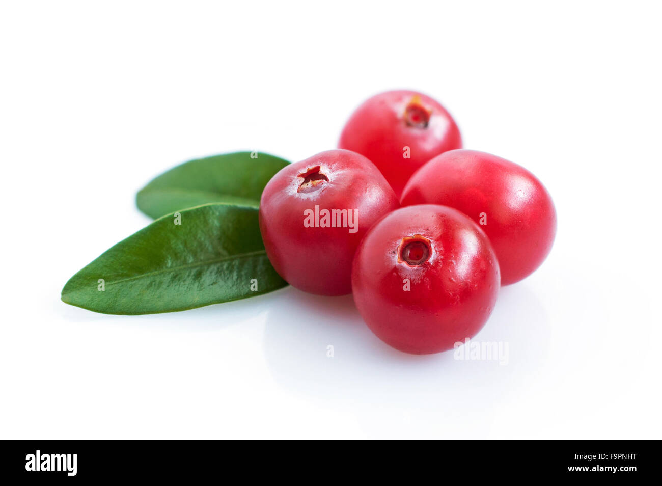 Cranberry on white background Stock Photo - Alamy