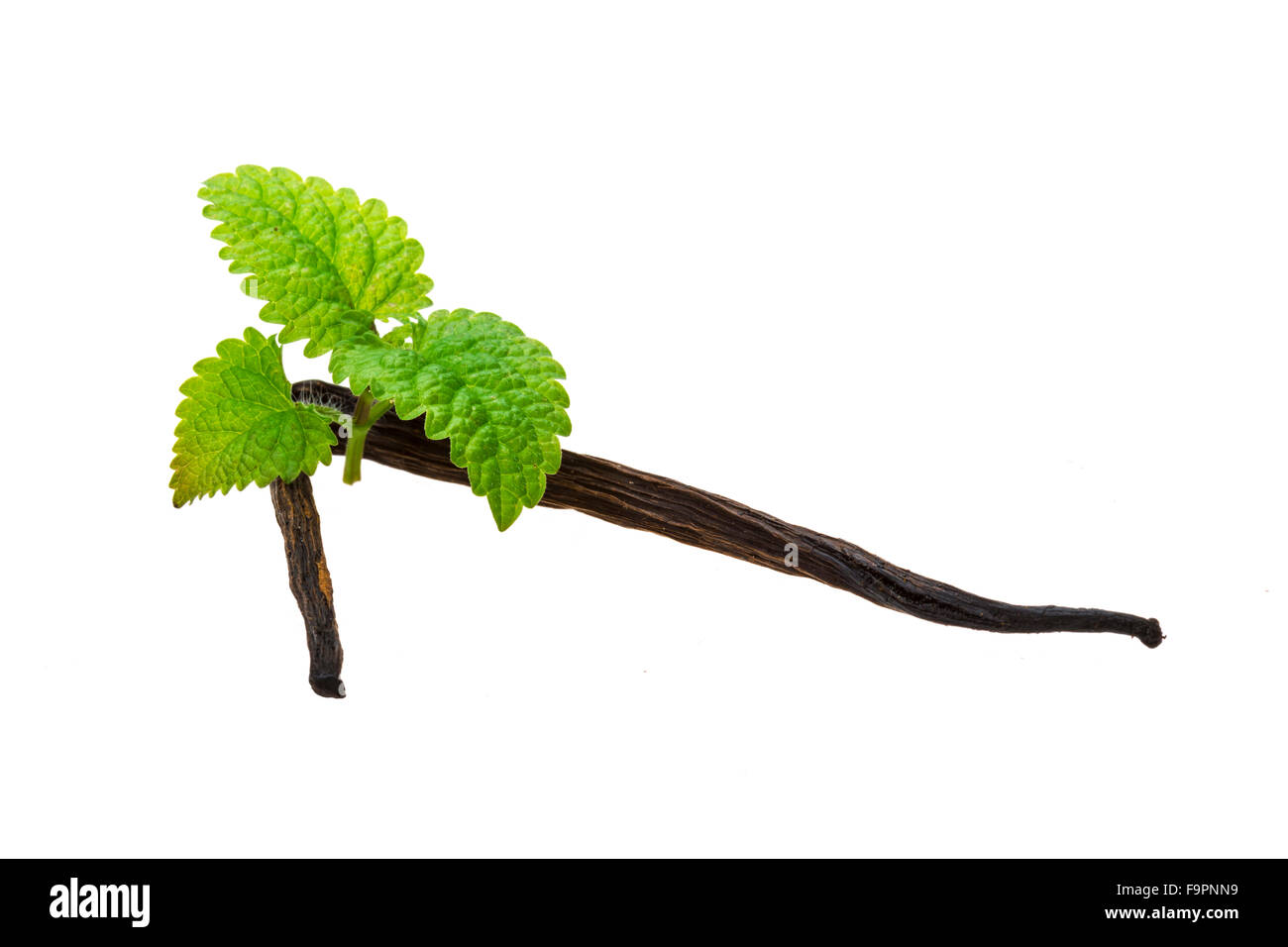 Vanilla with mint isolated studio Stock Photo - Alamy