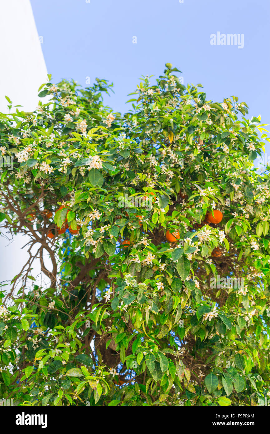 Tangerin tree in the garden Stock Photo - Alamy