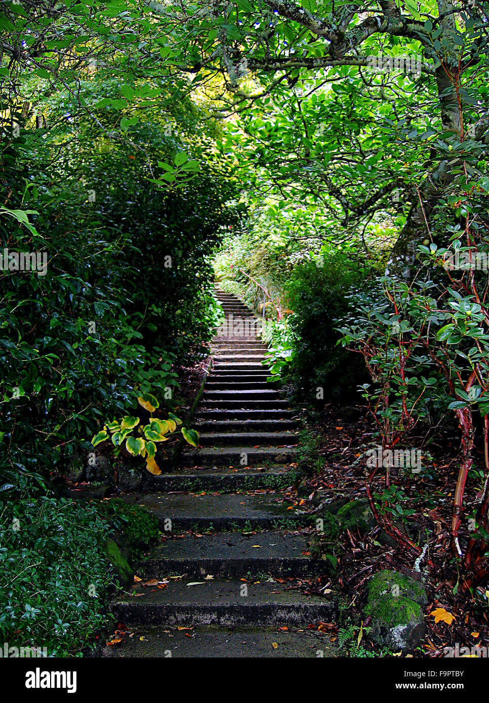 New Zealand botanical garden path Stock Photo - Alamy