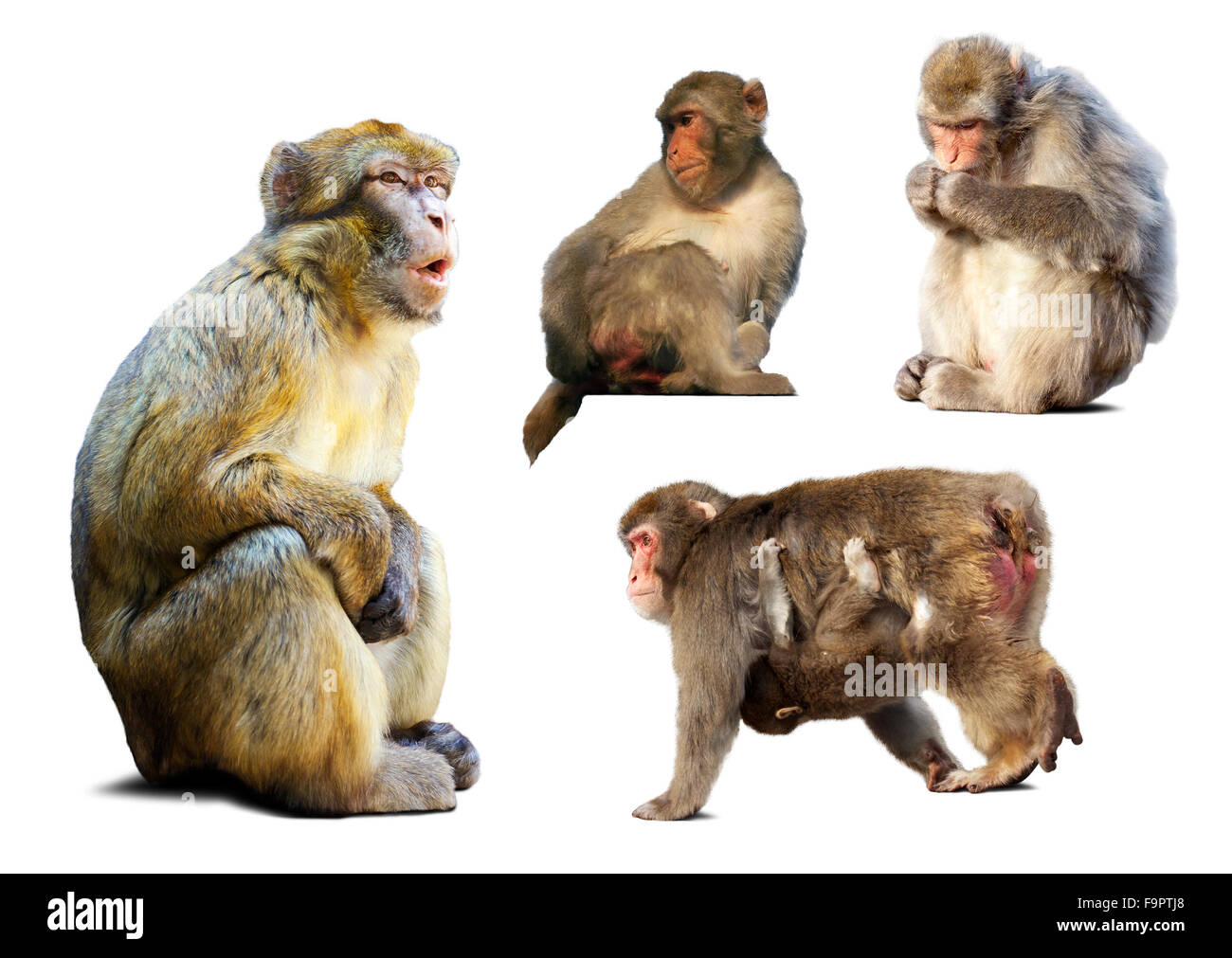 Set of few macaques. Isolated over white background with shade Stock ...