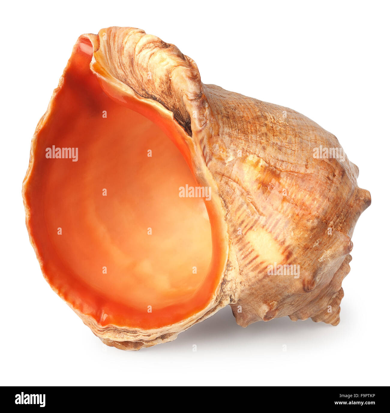 sea shell isolated on white background Stock Photo - Alamy